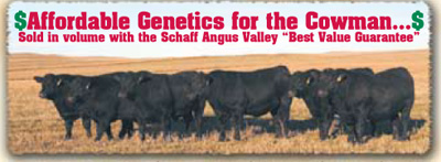 Schaff Angus Valley